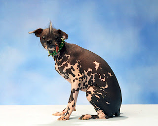 MundoAnimal: Los 44 perros mas horribles del mundo