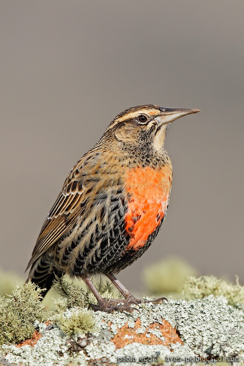 mis fotos de aves: Leistes loyca Loica Long-tailed Meadowlark