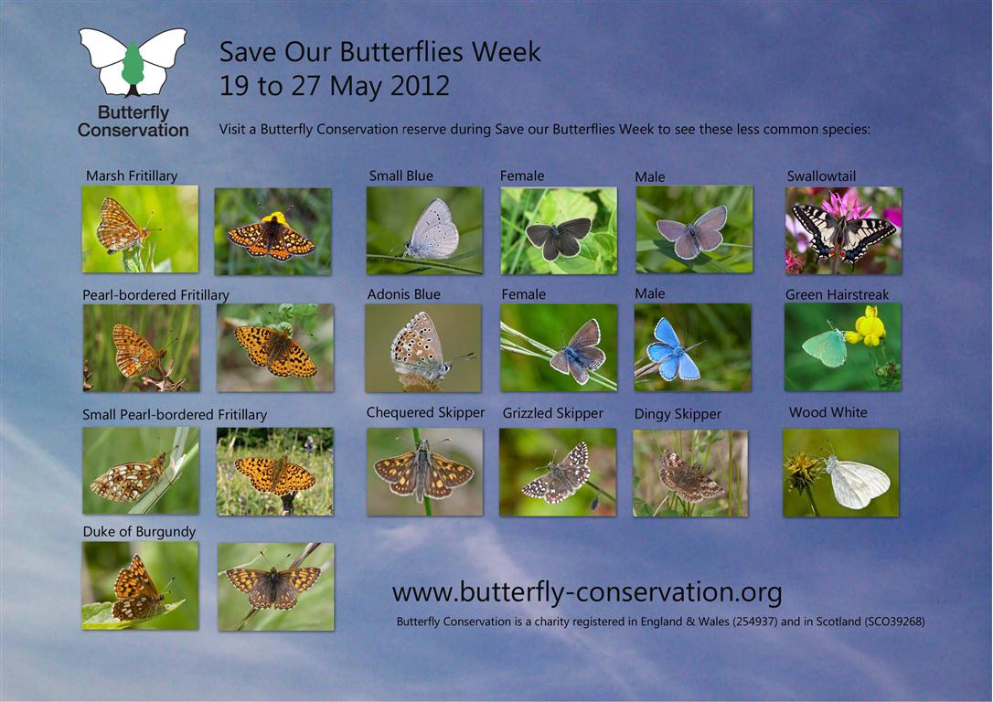Welcome to the Green Heart Dens blog page.......: Save our butterflies ...
