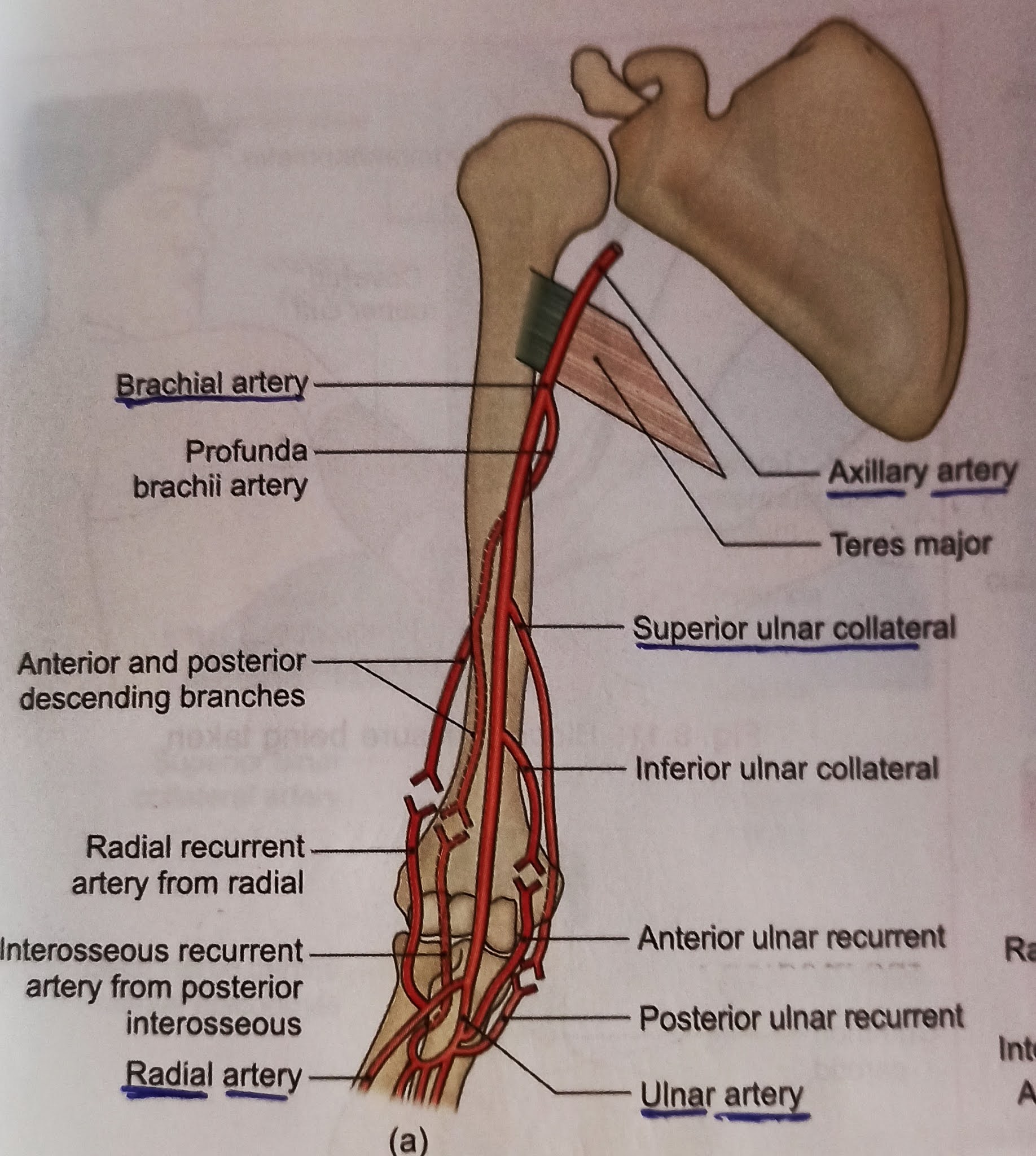 Medical anatomy, physiology &biochemistry for medical students ...