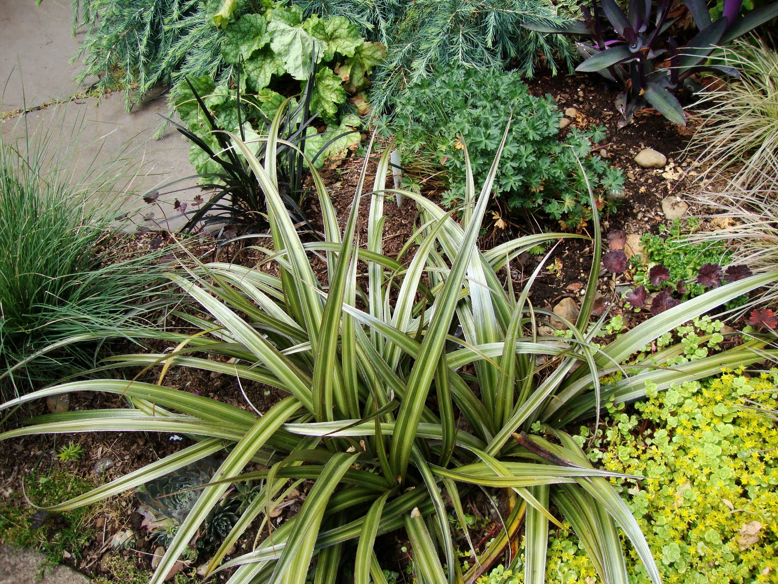 danger garden: Visiting Bloomtown…