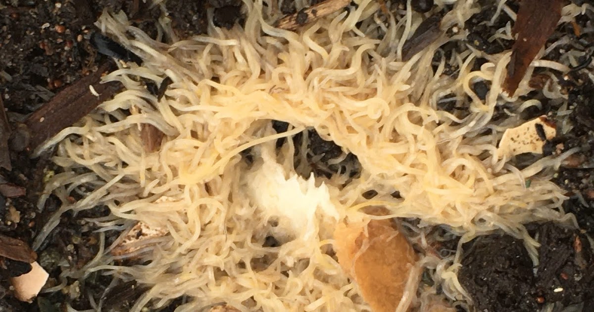 Making and Maintaining a White Worm Culture for Small Pets