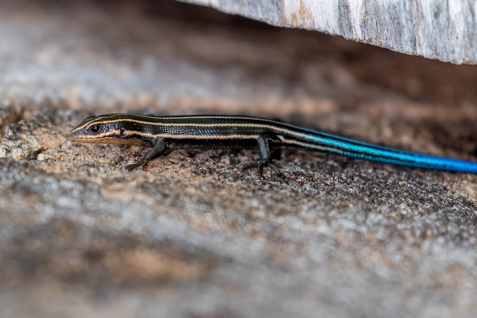 Common Five lined skink
