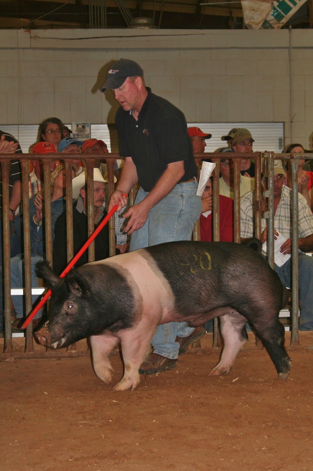 NSR Show & Sale Results: Southwest Type Conference Crossbred Boar Results