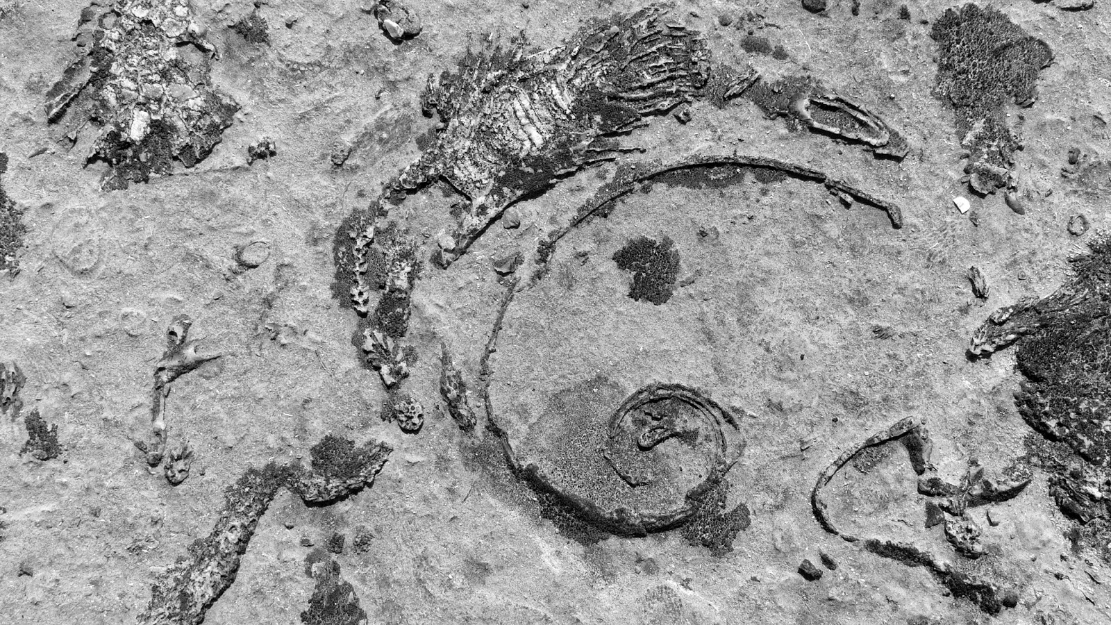 ThirdSpace: Devonian Coral