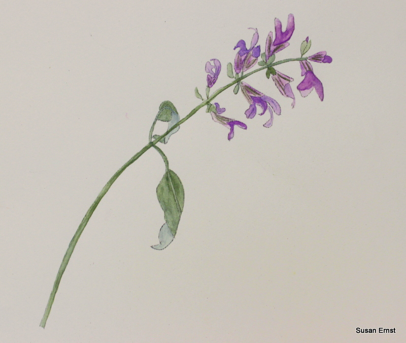 Honeysuckle Cottage and Wisteria Studio: Garden Sage - Flower Drawing 12