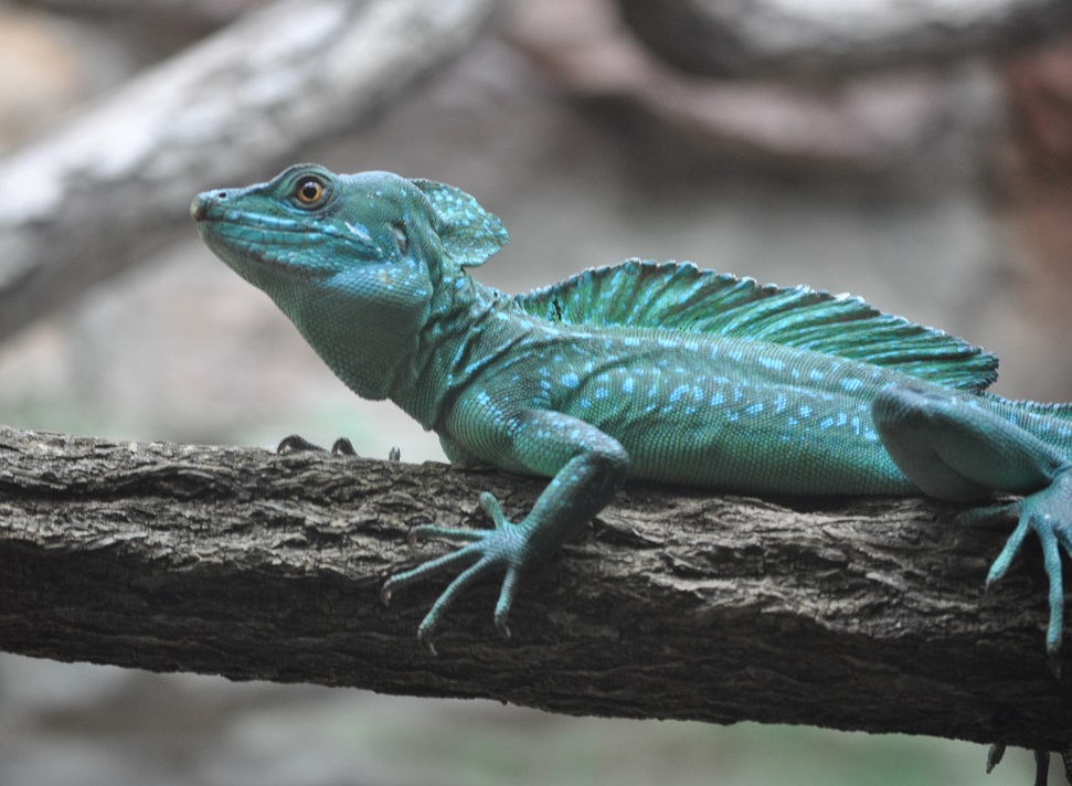 ZOOTOGRAFIANDO (6.100 ANIMALS): BASILISCO VERDE / GREEN BASILISK ...