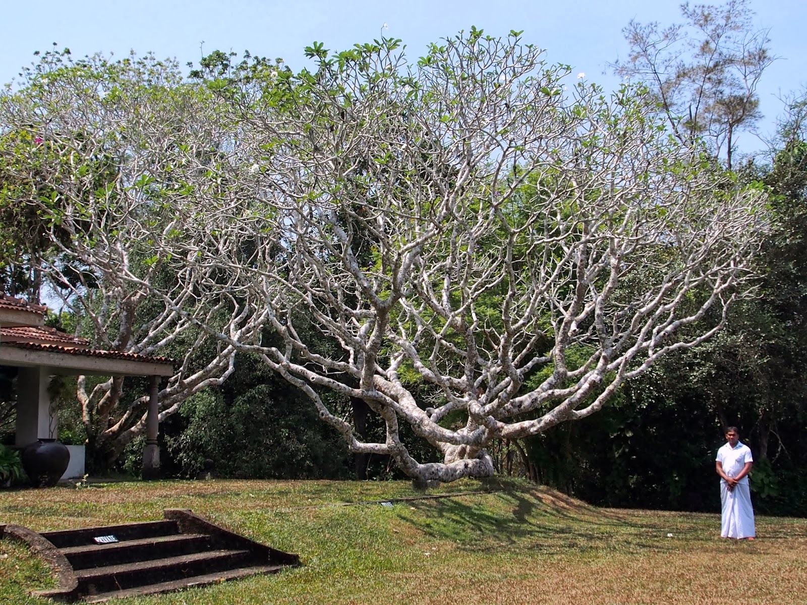 The Adventures of Cilgin Kiz: .........and Gardens. A Visit to Lunuganga.