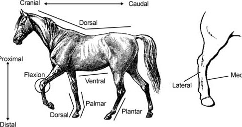 Puuta, heinää ja muutama koirankeksi: Pikaopas ennen viikonloppua ...