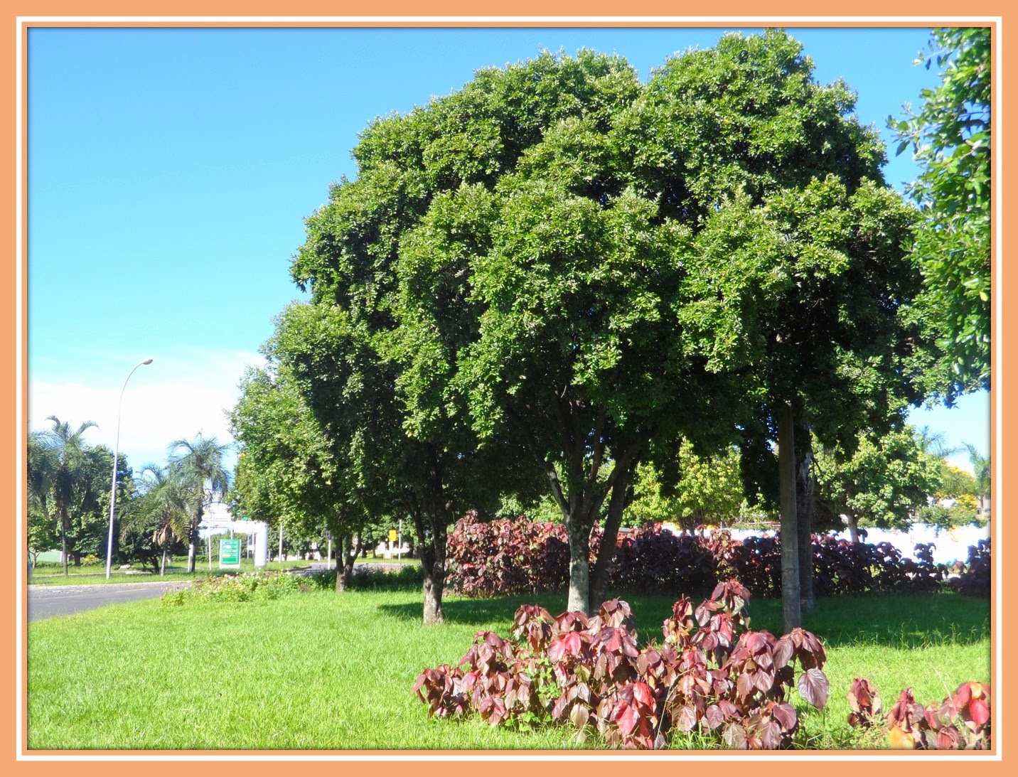 Oiti {Licania tomentosa (Benth.) Fritsch} | A planta da vez