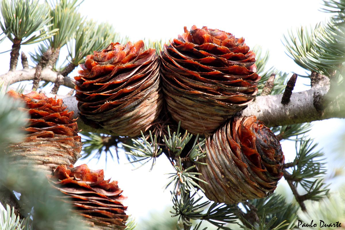 Vislumbres...: Pinhas, Pinheiros e árvores similares