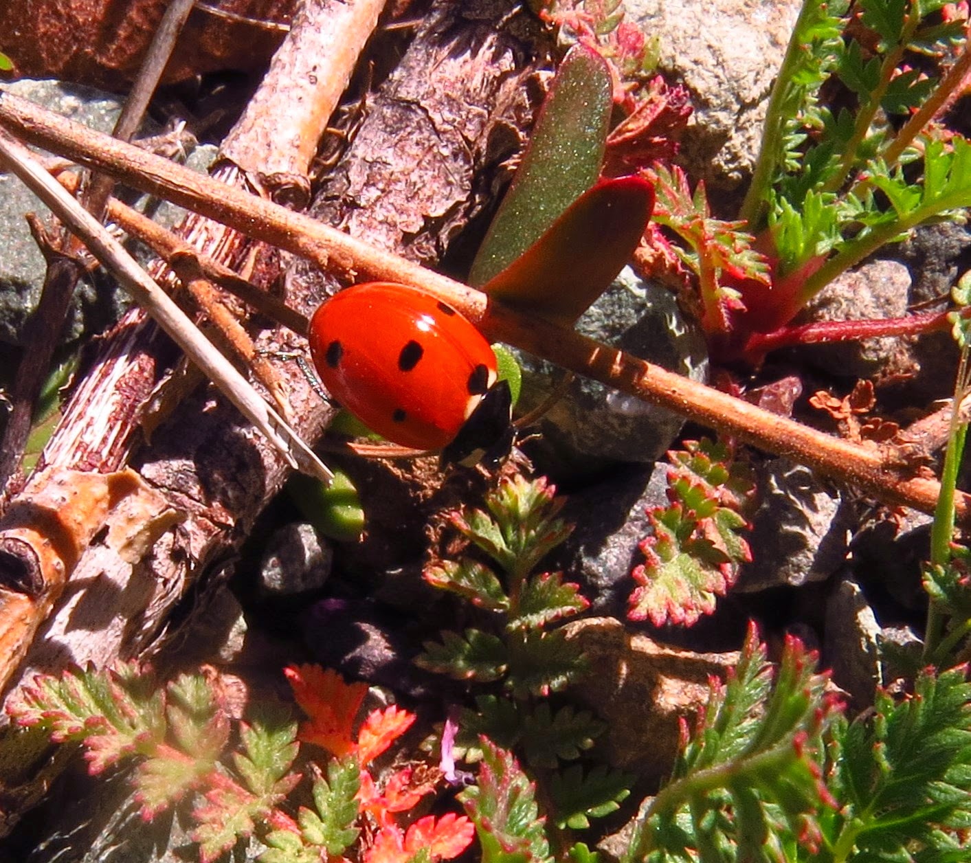 Exploring Wild California: Ladybug on the Hunt
