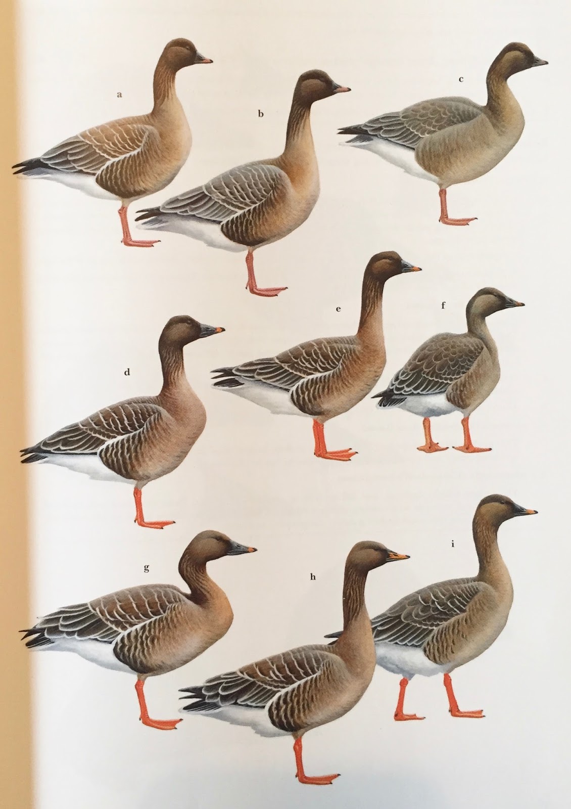 Arcticory...: WATERFOWL OF NORTH AMERICA, EUROPE, AND ASIA: AN ...