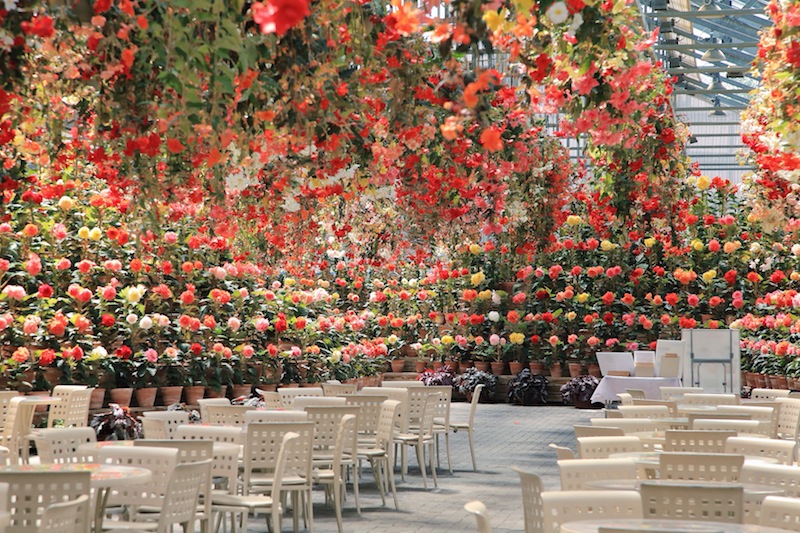 When Life Gave You Flowers: Nabana No Sato Flower Park in Japan ~ Life ...