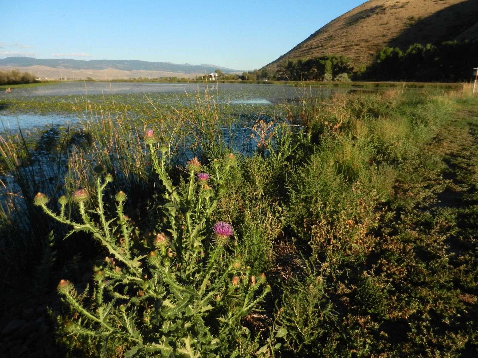 Cat Patches: LaGrande, Oregon