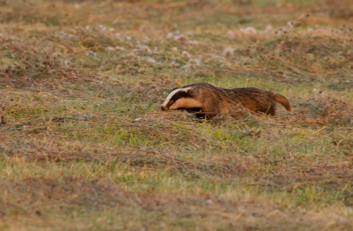 Weedon's World of Nature: Evening Badger snuffles