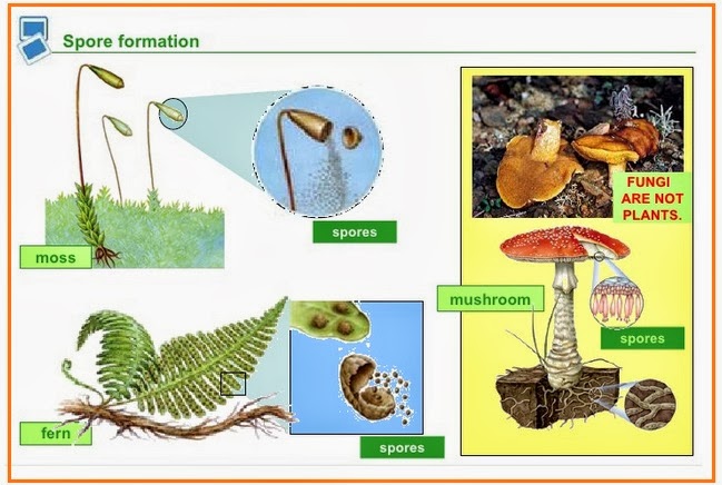 BIOLOGI GONZAGA: VEGETATIF TANAMAN BIOLOGI SD