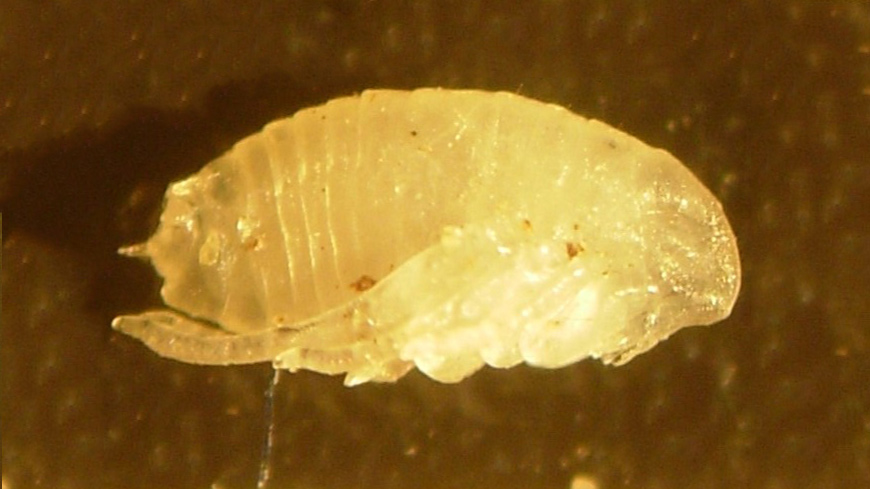 The Flea Life Cycle | Wiki Fleas
