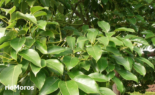 ALCANFOR: Cinnamomum camphora | Plantas rioMoros