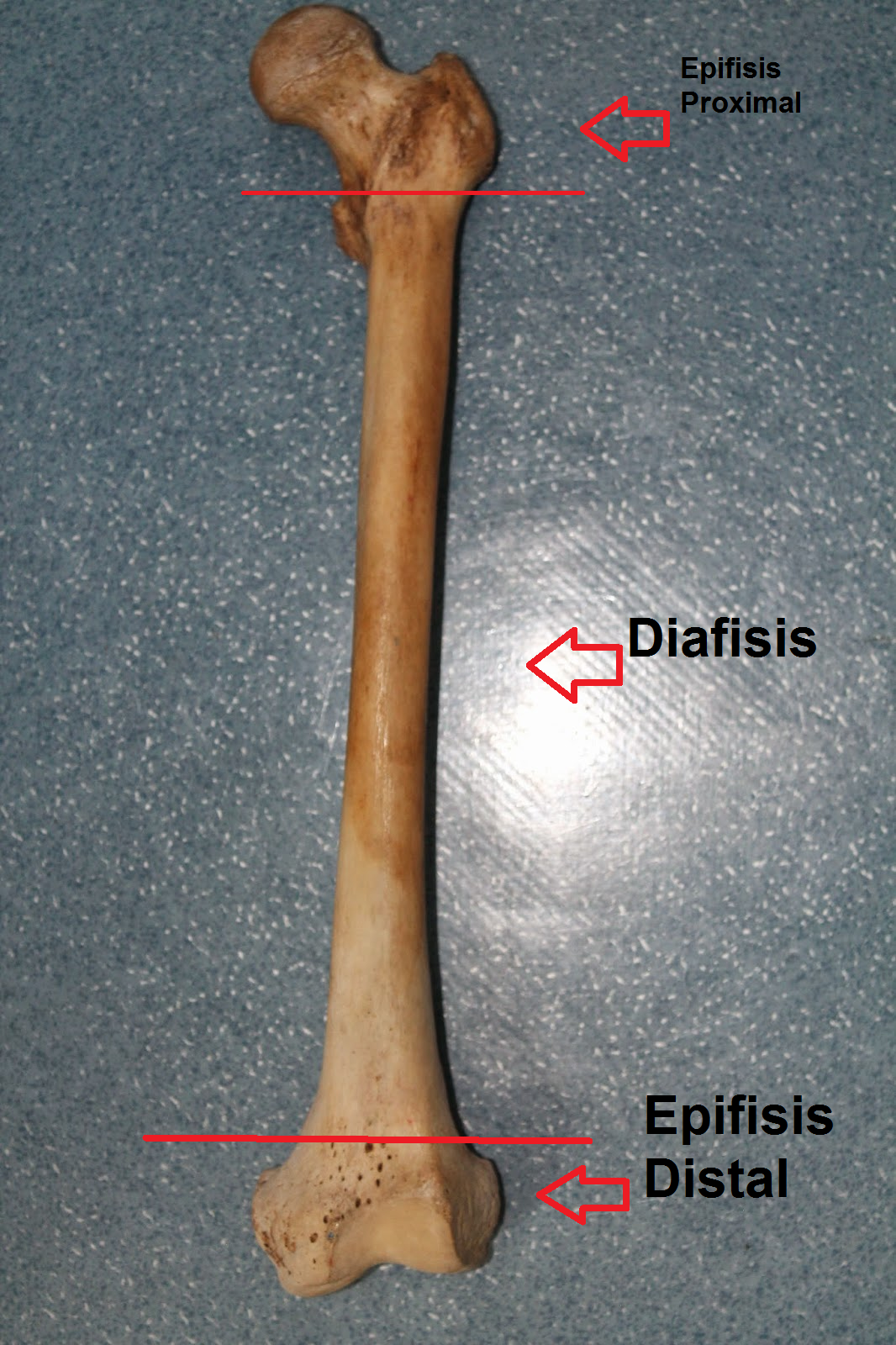 Morfo-fisiología 1: febrero 2014