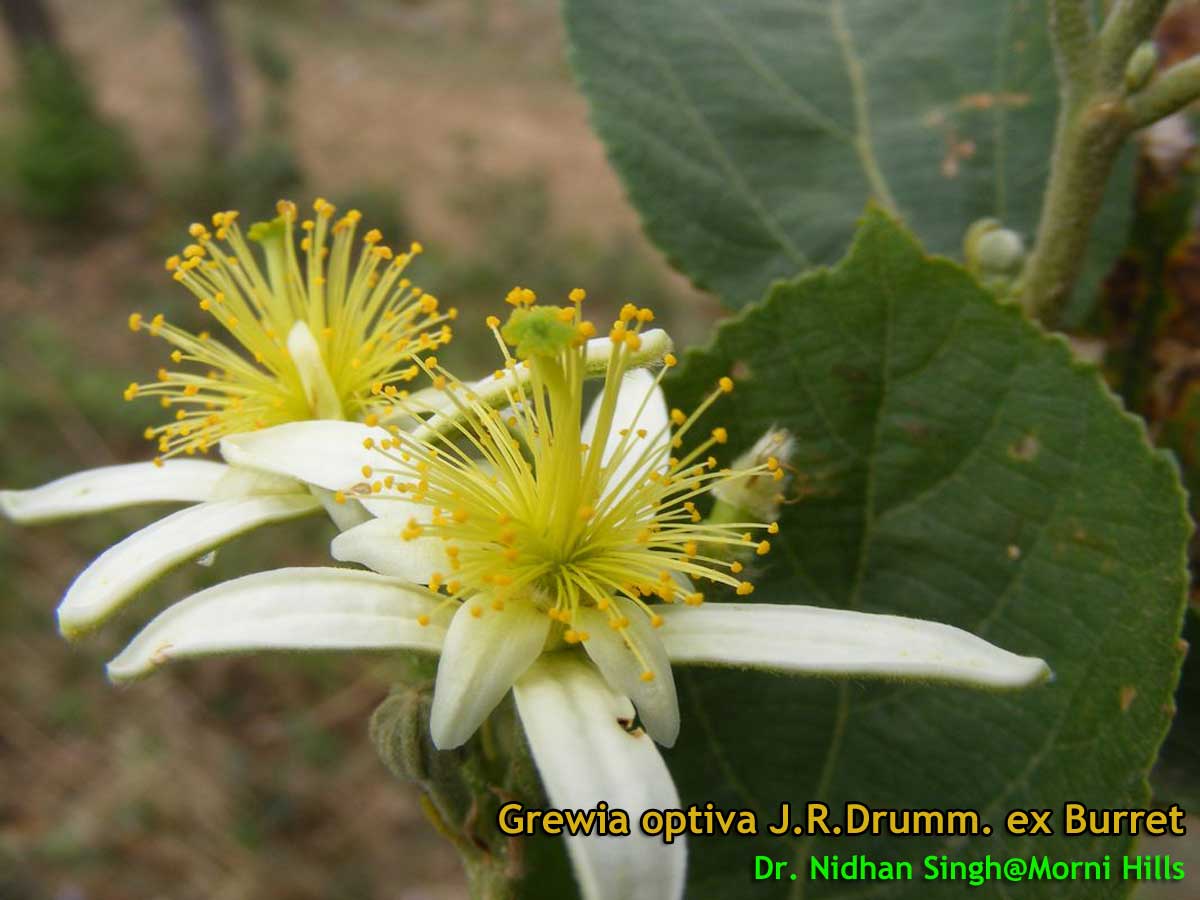 Medicinal Plants: Grewia optiva, dhanvanah, Beul