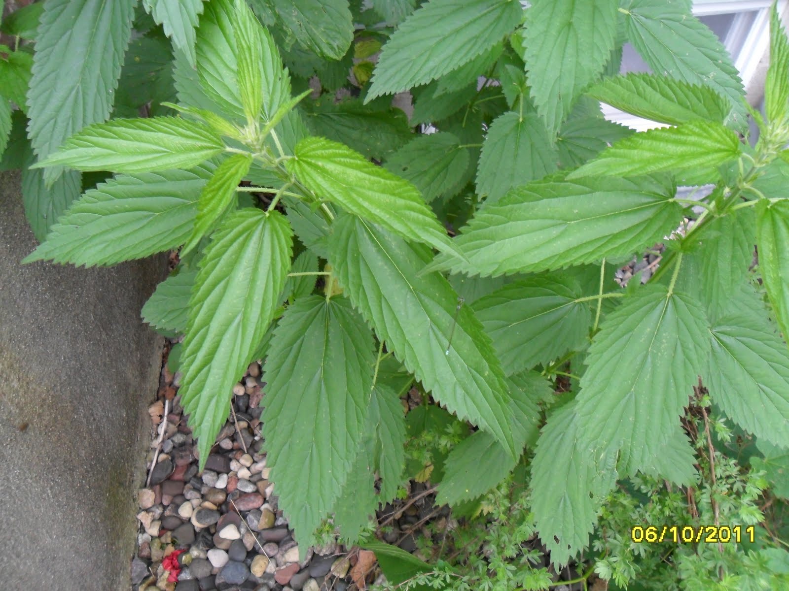 Knit Work: Stinging Nettle, Yes, Food