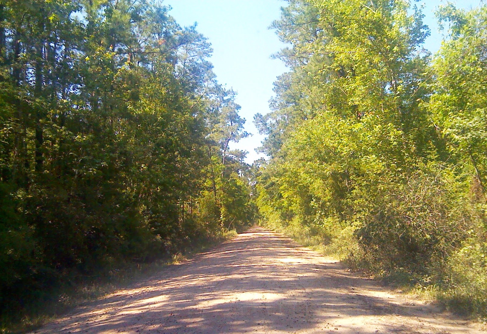 Texas Thru My Back Door: The Ghost of Bragg Road - Saratoga Lights