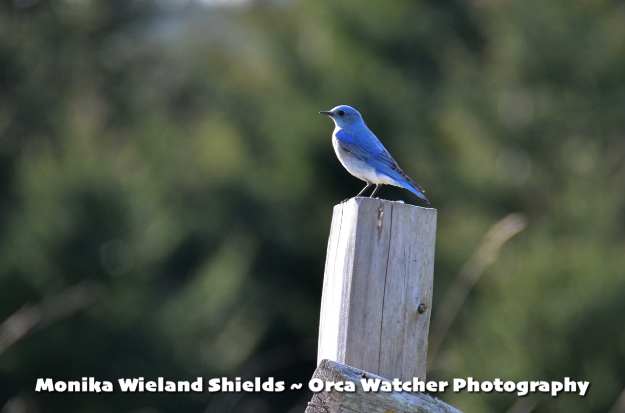 Orca Watcher: What's up with bluebirds on San Juan Island?