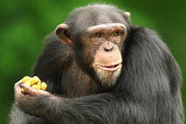 Universo Animal: enero 2013