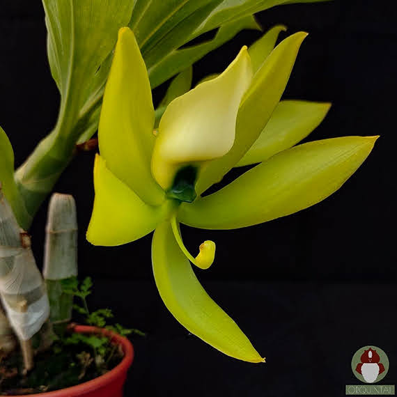 Cycnoches chlorochilon Klotzsch