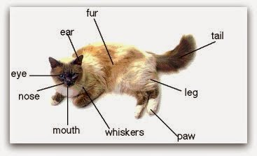 Portfolio De Ingles: Parts of The Body :Pets