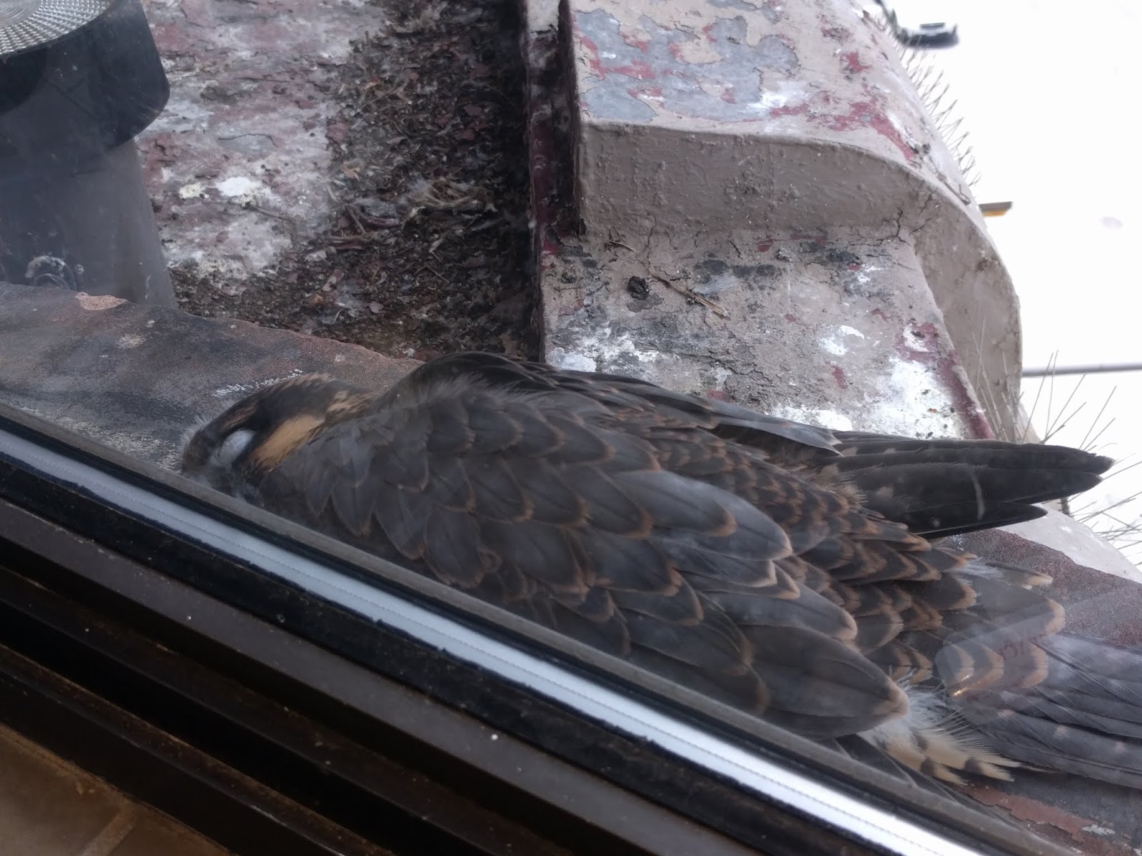 Columbus Peregrine Falcon Update