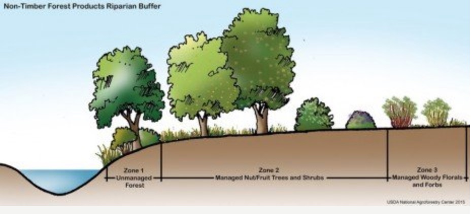 PA Environment Digest Blog: Multifunctional Riparian Forest Buffers ...