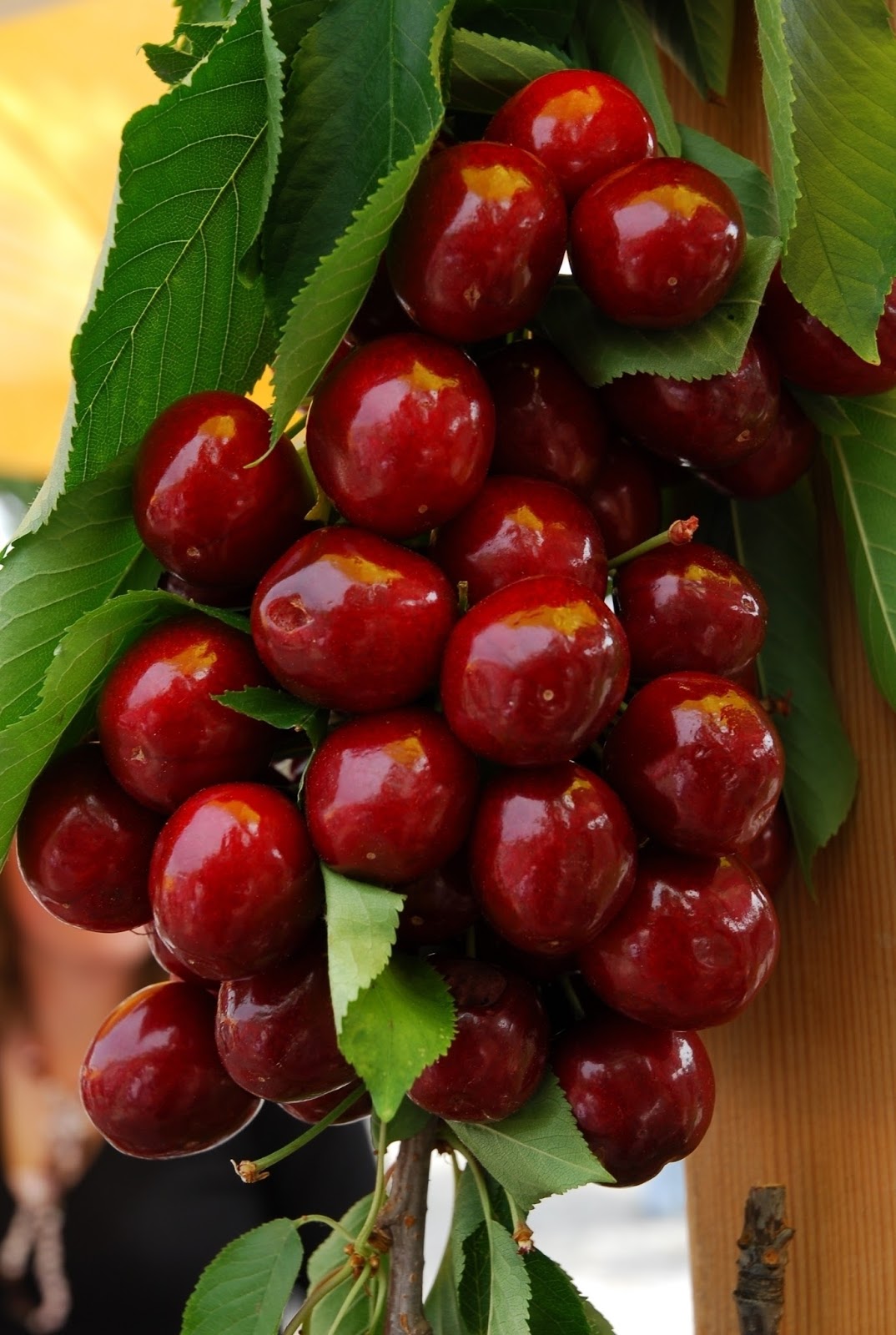 Notícias de Resende: Resende celebra a cereja há 15 anos: Festival ...