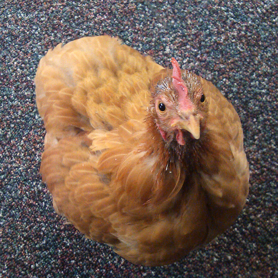 World Bird Sanctuary: Ginger