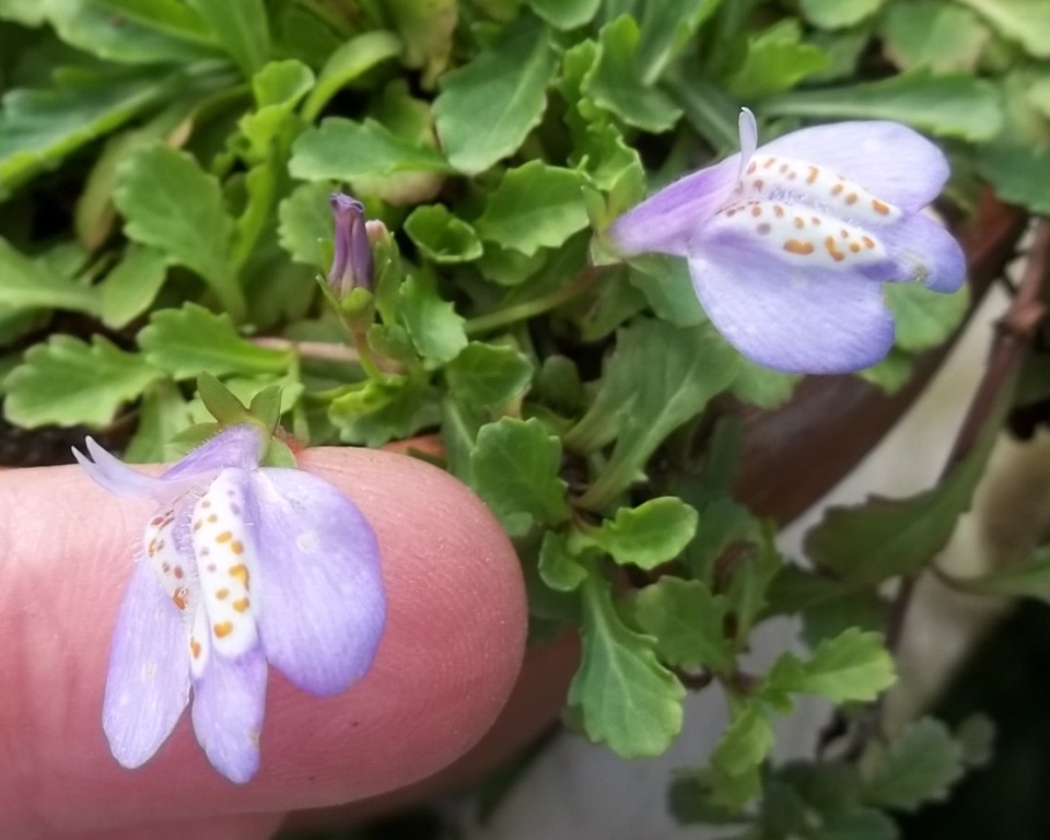 Bonsai Beginnings: Creeping Mazus