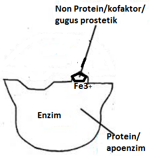 LKPD BIOLOGI 12: LKPD.32.2. Komponen, sifat/ciri dan Mekanisme Kerja Enzim