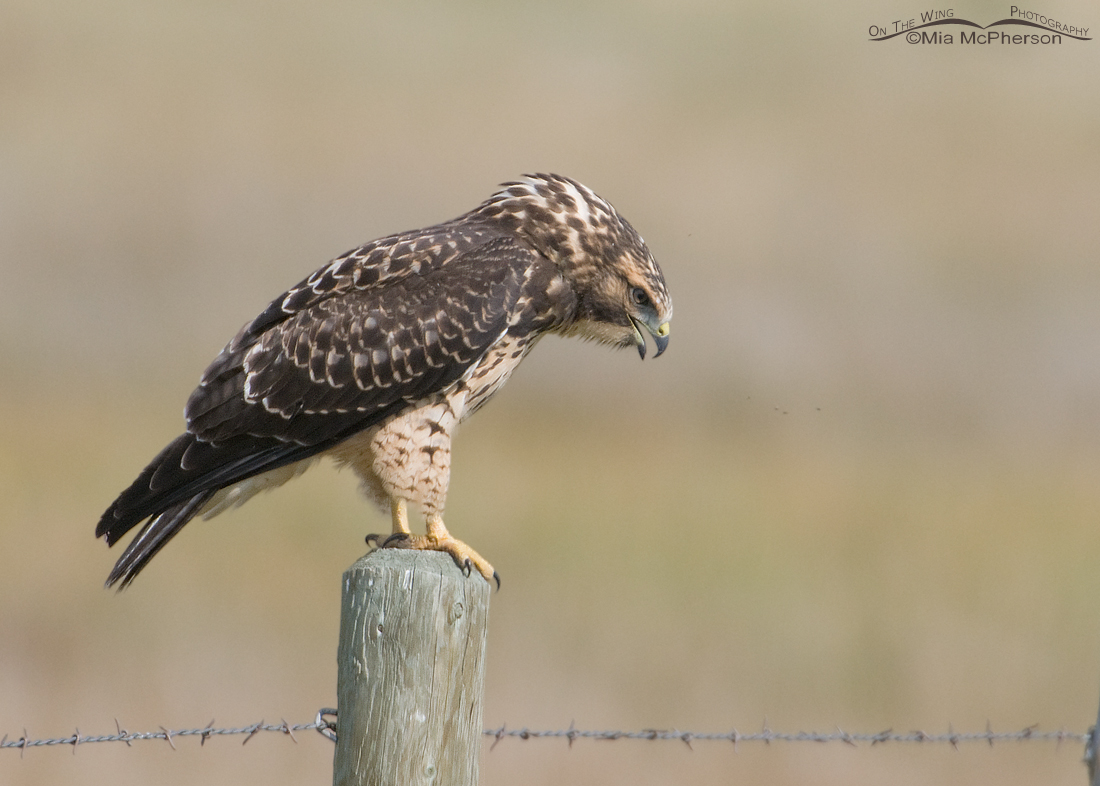 Birding Is Fun!: Birds & Pellets