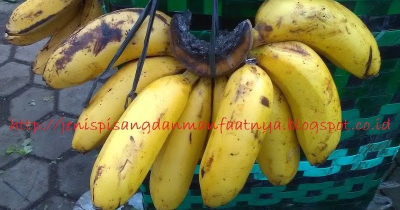 Pisang Ini Namanya Pisang Gember Bukan Pisang Gembor !!!! - Jenis ...