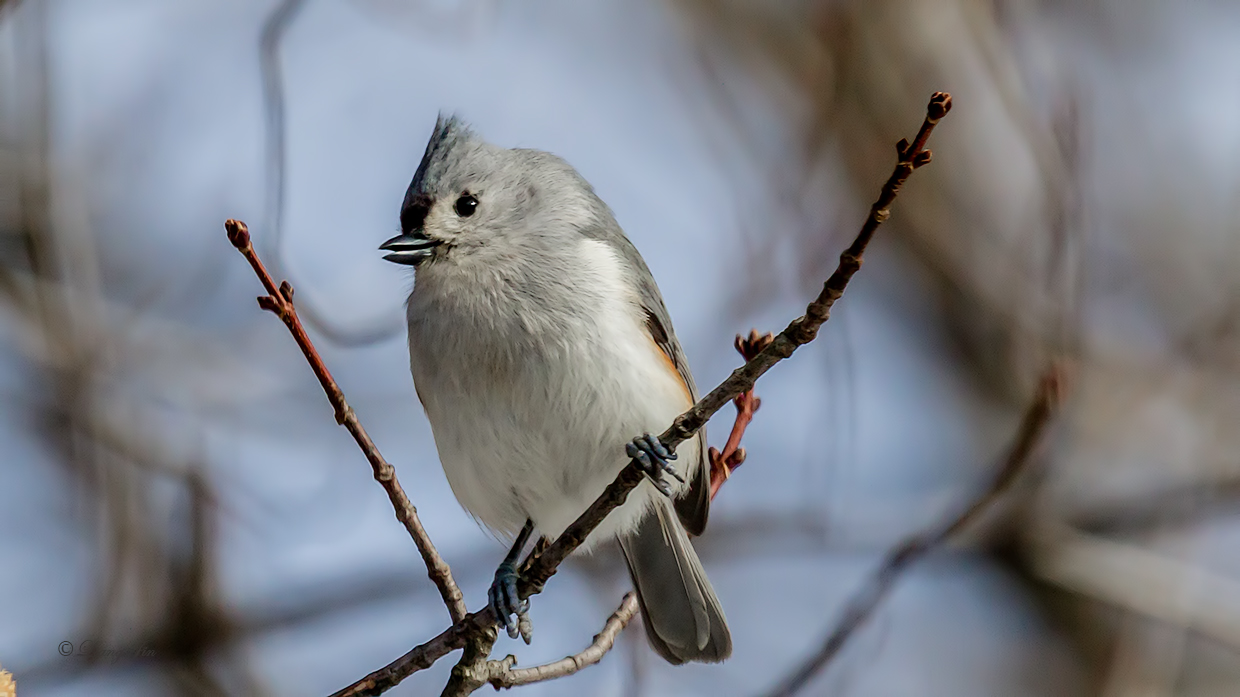 See What I See: Birds in January