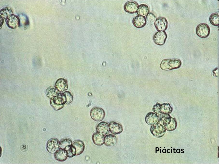 Bio-Trabalho: Microscopia