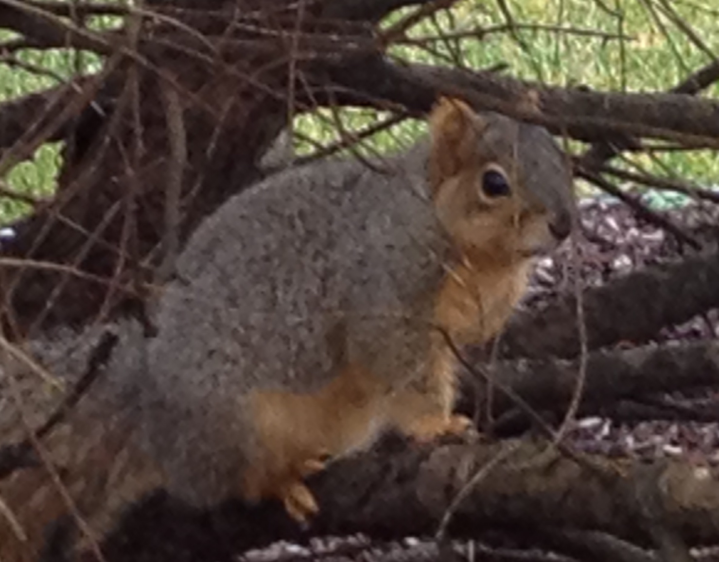 Mommie Dearest Strikes Again...: I'm dreaming of a gray, dismal ...