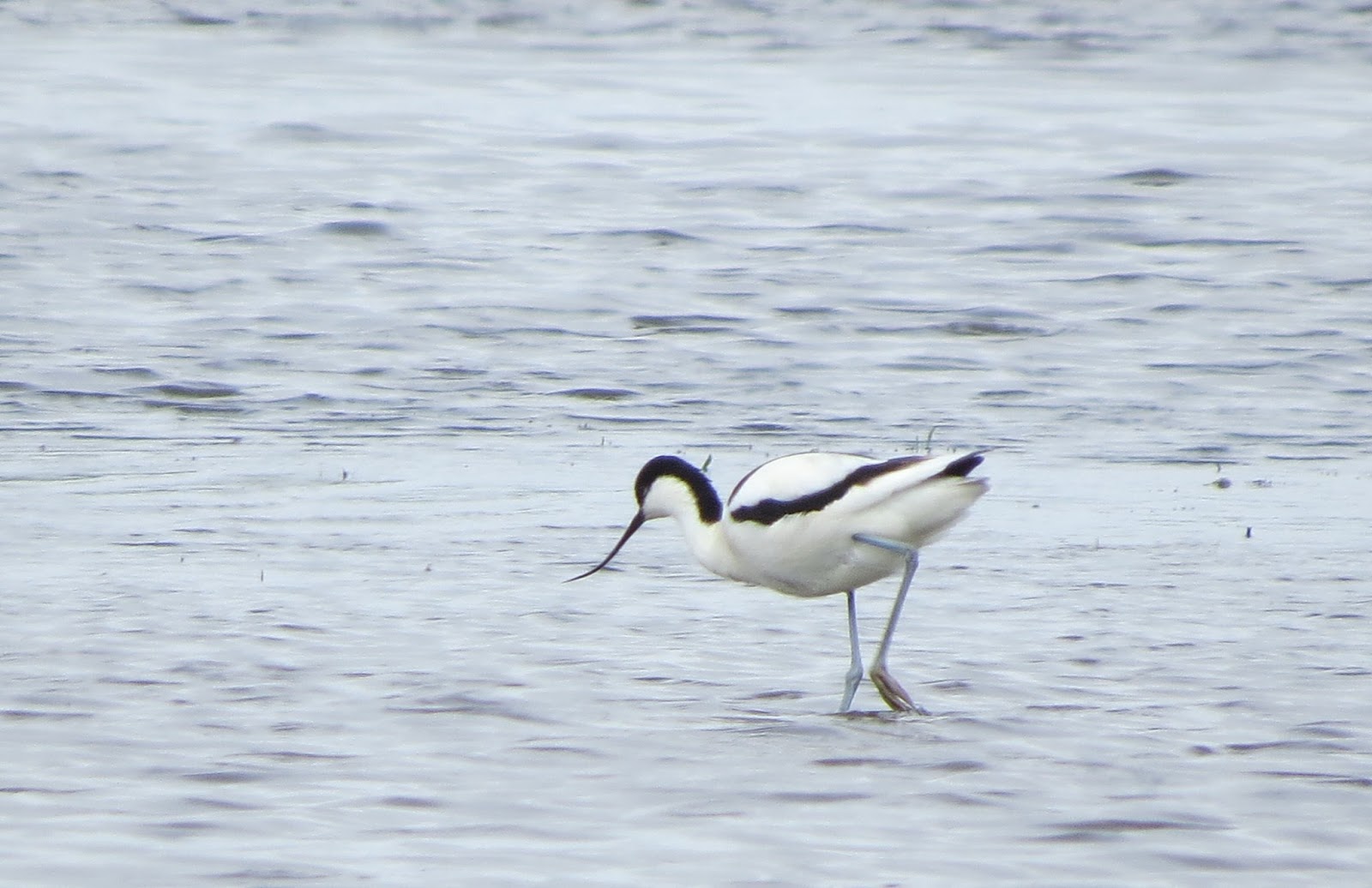 De Vogelaars: De Groene Jonker, Ruygeborg en Botshol. Een excursie van ...