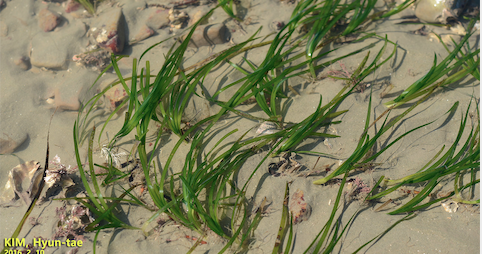 Salish Sea News and Weather: 9/19 Japanese eelgrass, orca protection ...