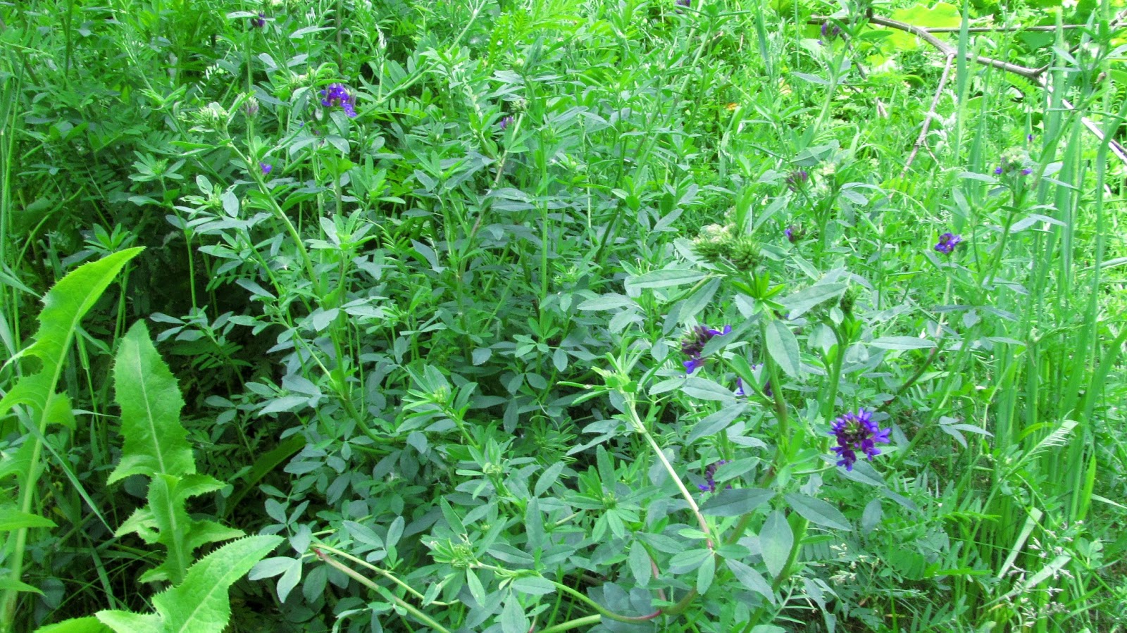Wandering in Canada: The World's Favourite Forage Crop: Alfalfa ...