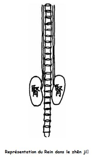 Blog Le Souffle du Menhir: Méridien du rein Zu Shao Yin Shen Jing / Zú ...