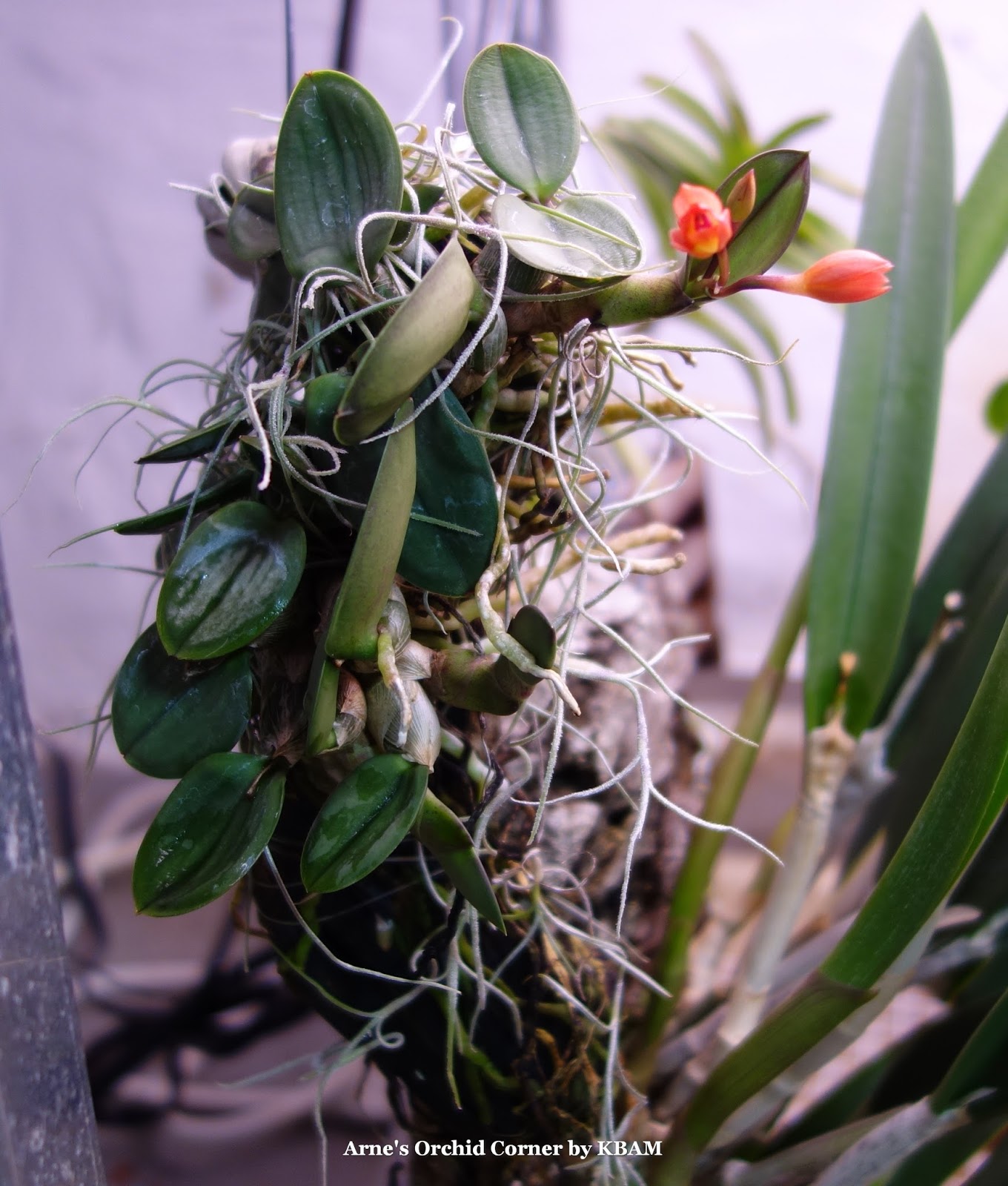 Arne's Orchid Corner: Orchid of the day: Cattleya cernua