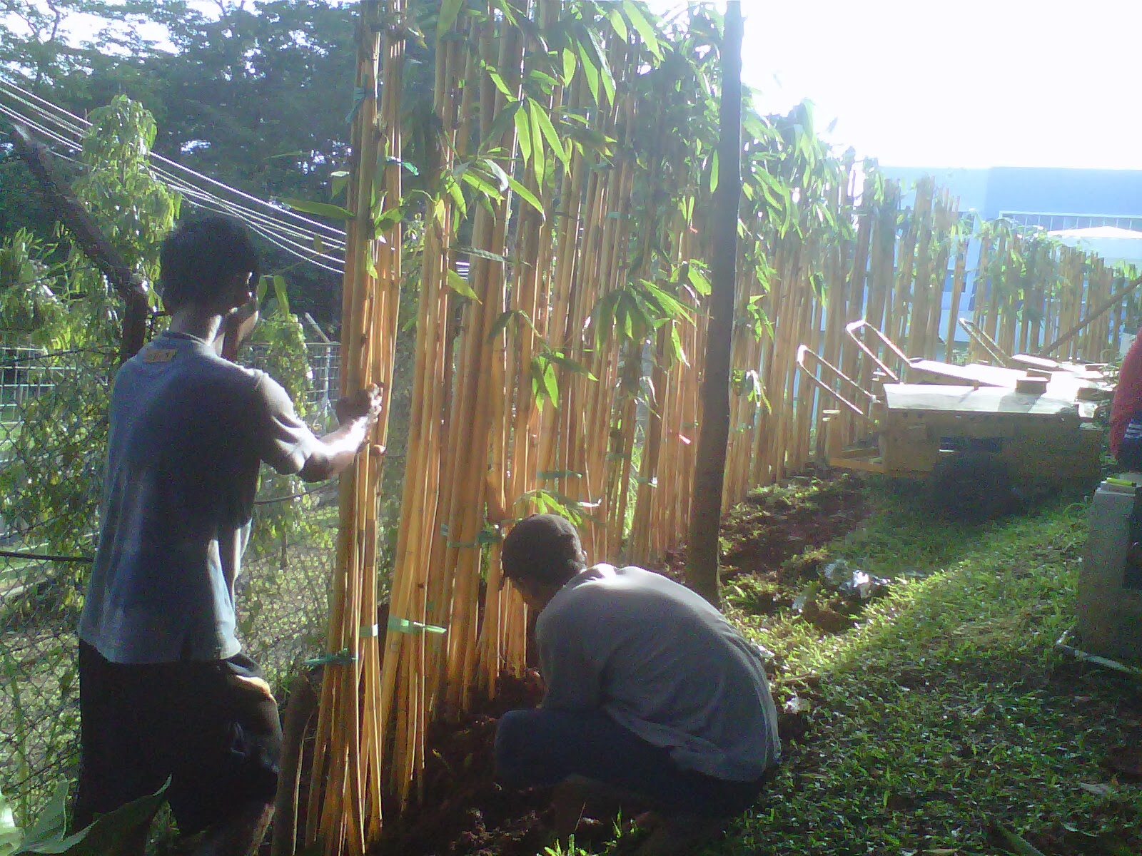 jual bam,bu hias |jual bambu kuning |jual bambu jepang ,,klisik - Raja ...