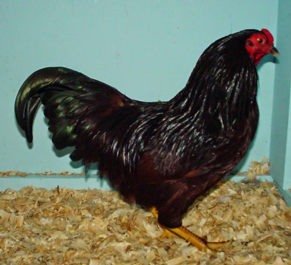 AMERICAN BUCKEYE CLUB: The Buckeye Nation reigns supreme at the Ohio ...