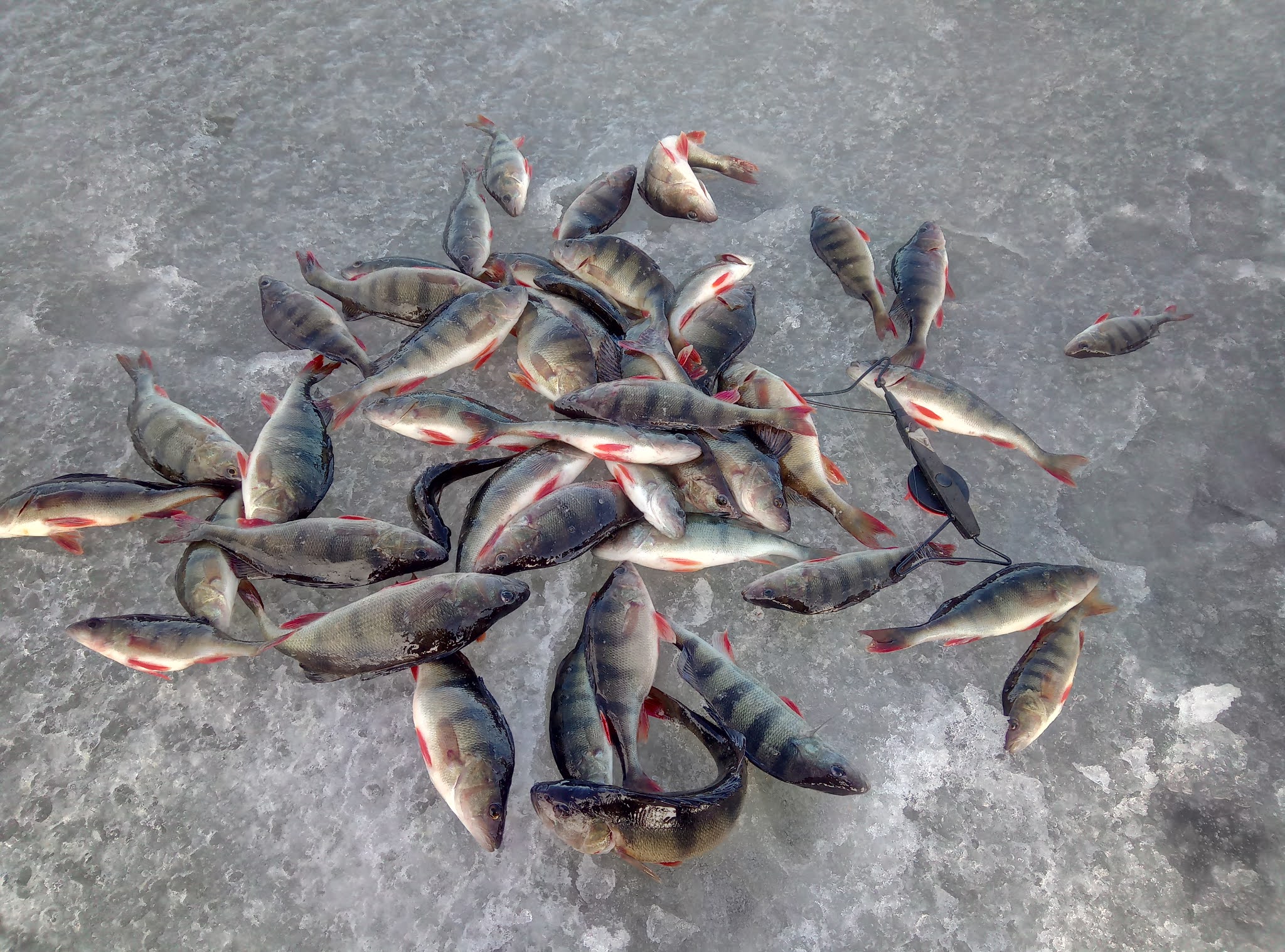 Vaasan Sundomissa | Kalastus.com